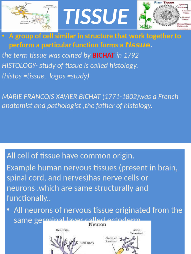 Tissue | PDF | Epithelium | Tissue (Biology)