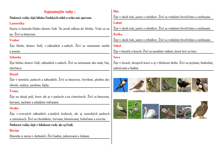 Najznámejšie Vtáky | PDF
