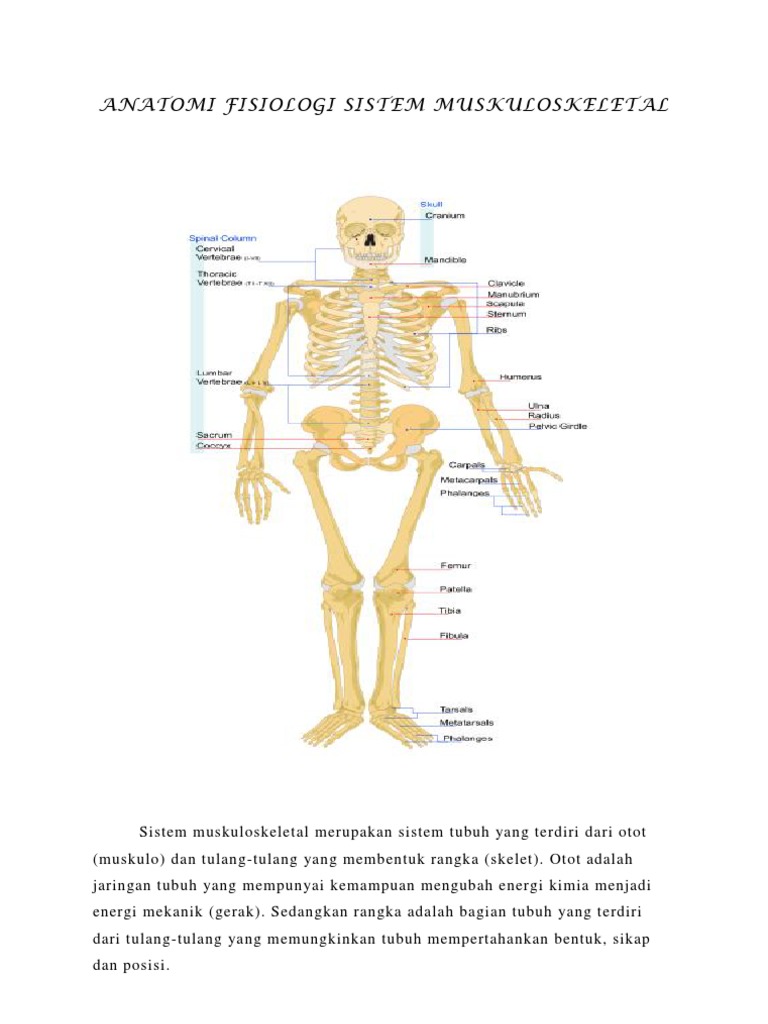 Anatomi Fisiologi Sistem Muskuloskeletal | PDF