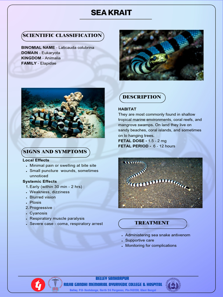 SEA KRAIT Binominl Name - Laticauda Colubrina Domain - Eukaryota ...