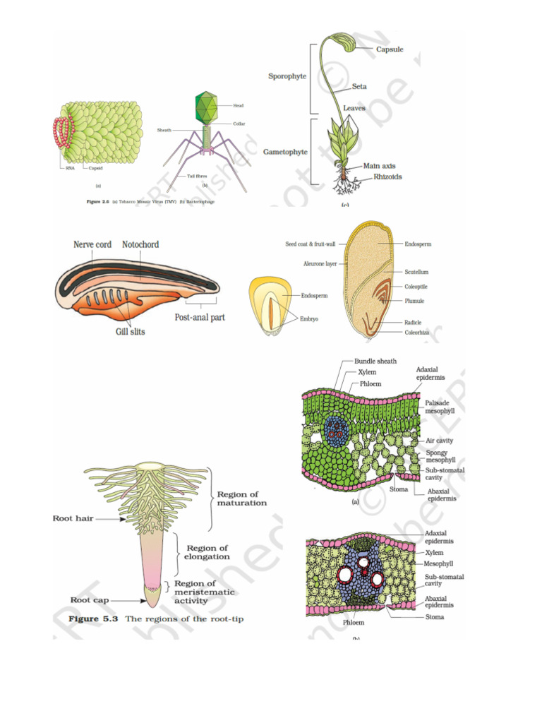 H.Y Revision Test Imp Diagram | PDF