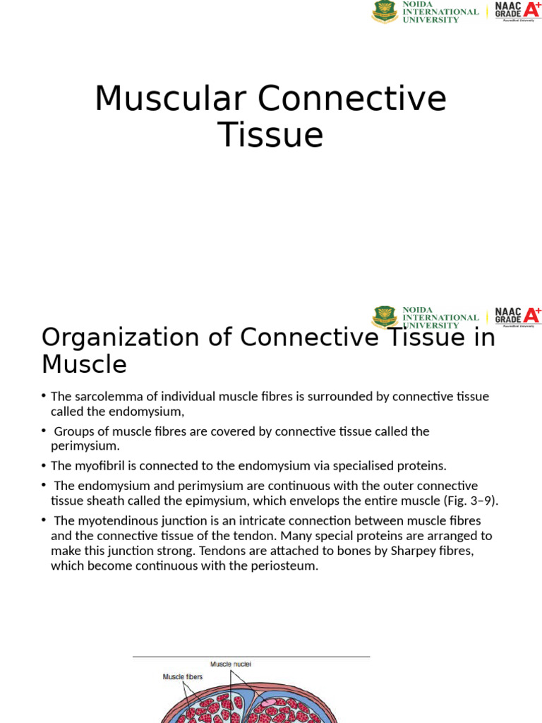 8e Muscular Connective Tissue | PDF | Skeletal Muscle | Tendon