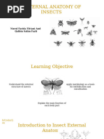 Insect Body Segmentation Guide | PDF | Insects | Arthropodology