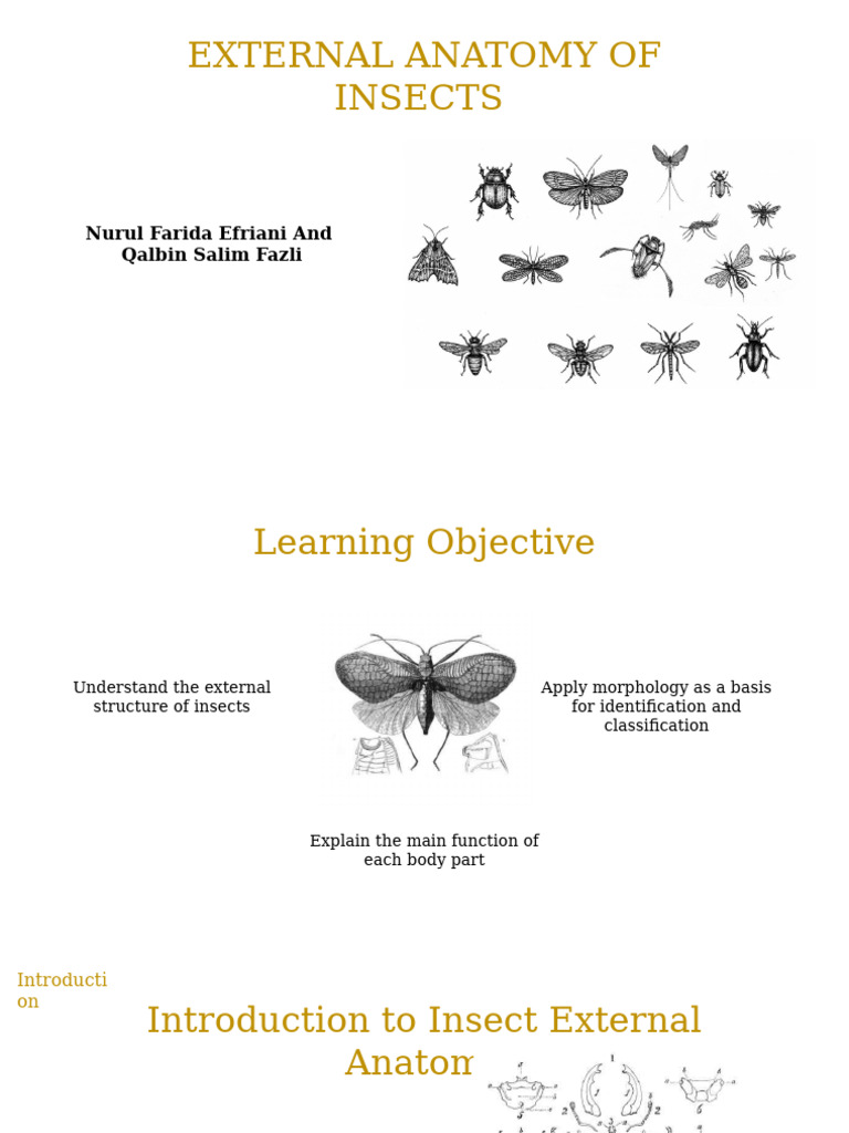 Insect External Anatomy Overview | PDF | Insects | Fly