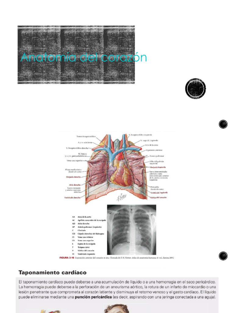 10 Corazón - PPTX - 20250422 - 100808 - 0000 | PDF