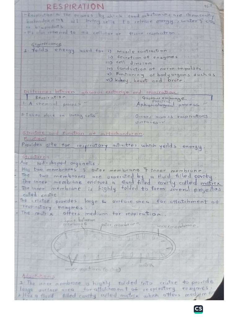 Respiration Notes | PDF