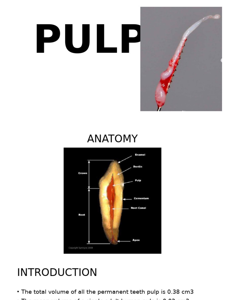 Pulp | PDF | Dental Anatomy | Dentistry Branches