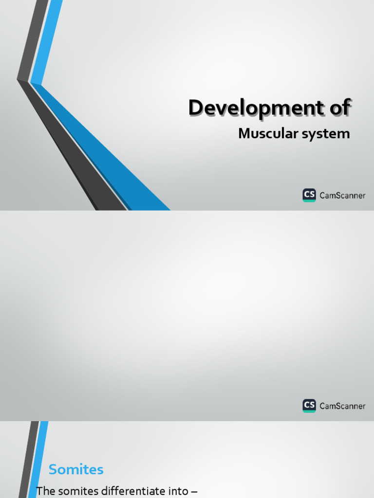 Development of Muscular System | PDF | Muscle | Morphology (Biology)