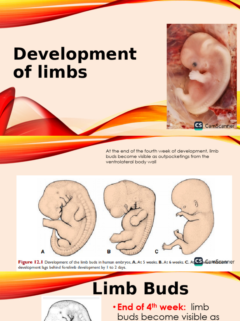 Development of Limbs | PDF | Anatomy | Musculoskeletal System