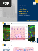 Funciones y Regulación de las Integrinas | PDF | Integrina | Adhesión ...