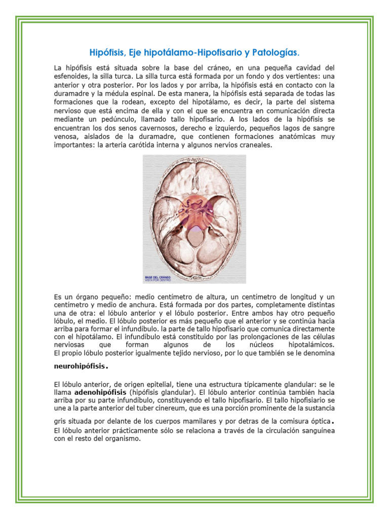 Hipófisis y su Eje Hipotálamo-Hipofisario | PDF | Glándula pituitaria ...