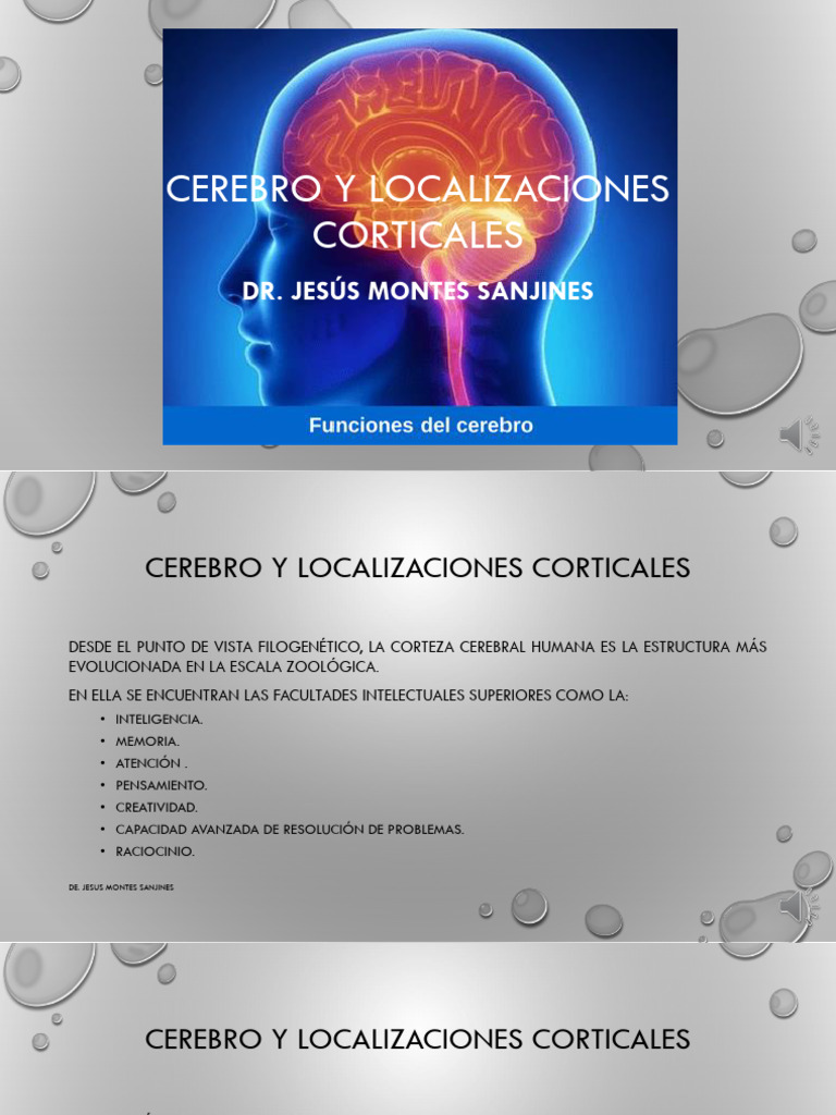 Cerebro y Localizaciones Corticales | PDF | Corteza cerebral | Cerebro