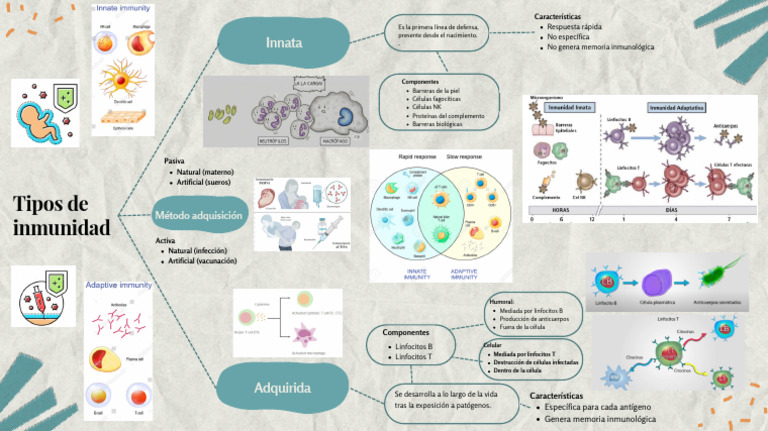 Tipos de Inmunidad | PDF | Sistema inmune | Linfocitos