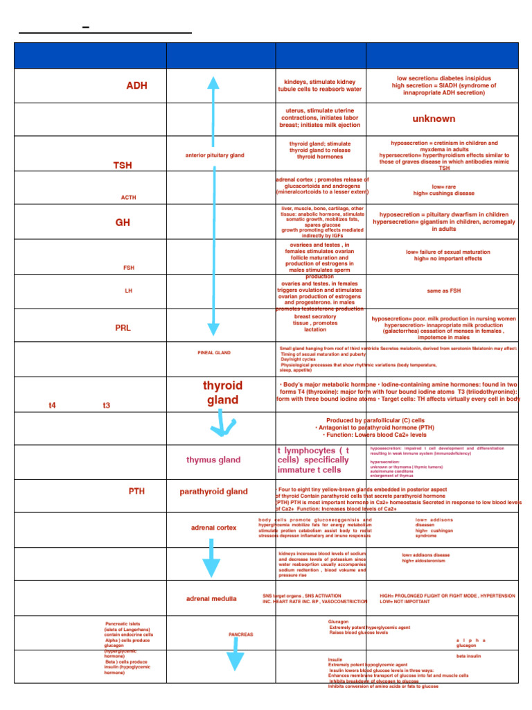 Endocrine Hormones Practice Worksheet | PDF | Insulin | Pancreas