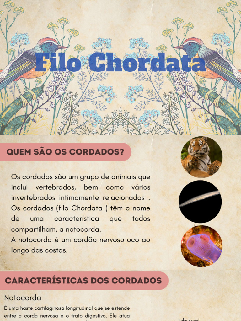 Filo Chordata | PDF | Vertebrados | Anfíbio