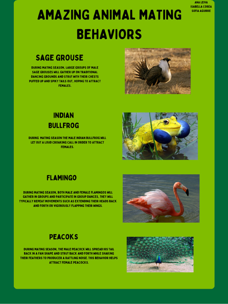 Amazing Animal Behaviors | PDF