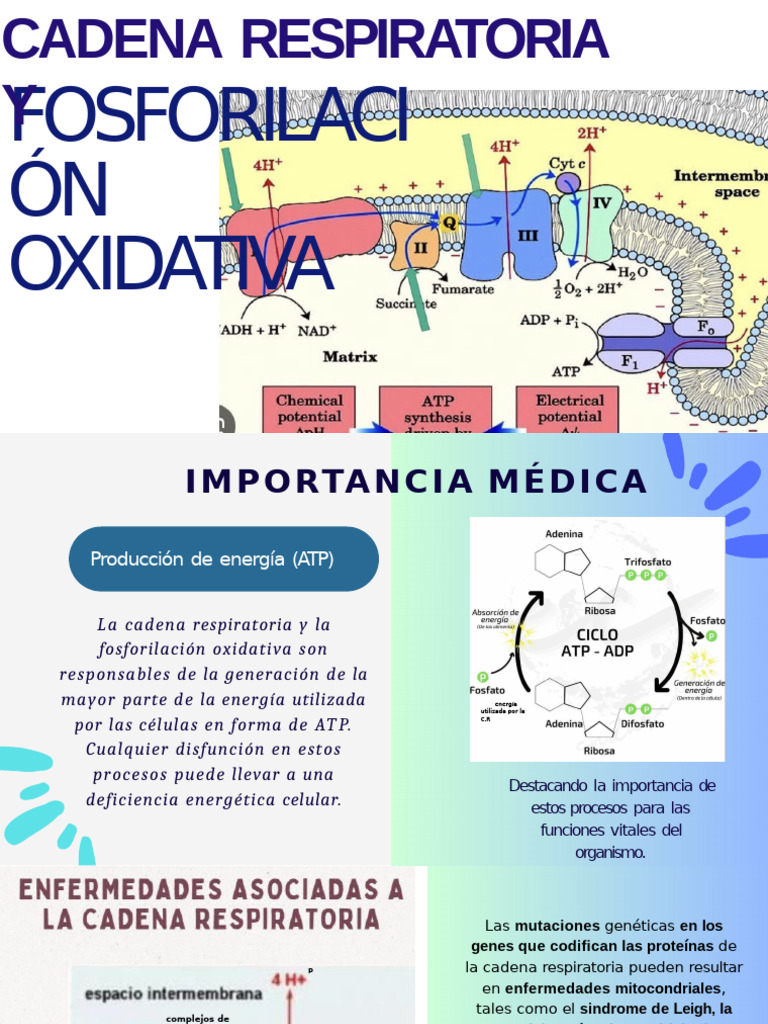SEMINARIO (1)_BIOQUÍMICA | PDF | Trifosfato de adenosina | Cadena de transporte de electrones