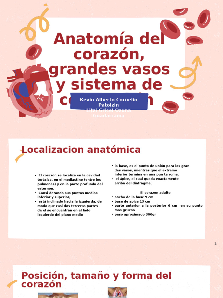 Presentación Educativa Del Sistema Circulatorio Estilo Dibujado A Mano ...