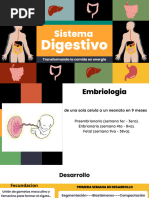 ESÒFAGO (Anatomía, Embriología, Histología y Fisiología) | PDF ...