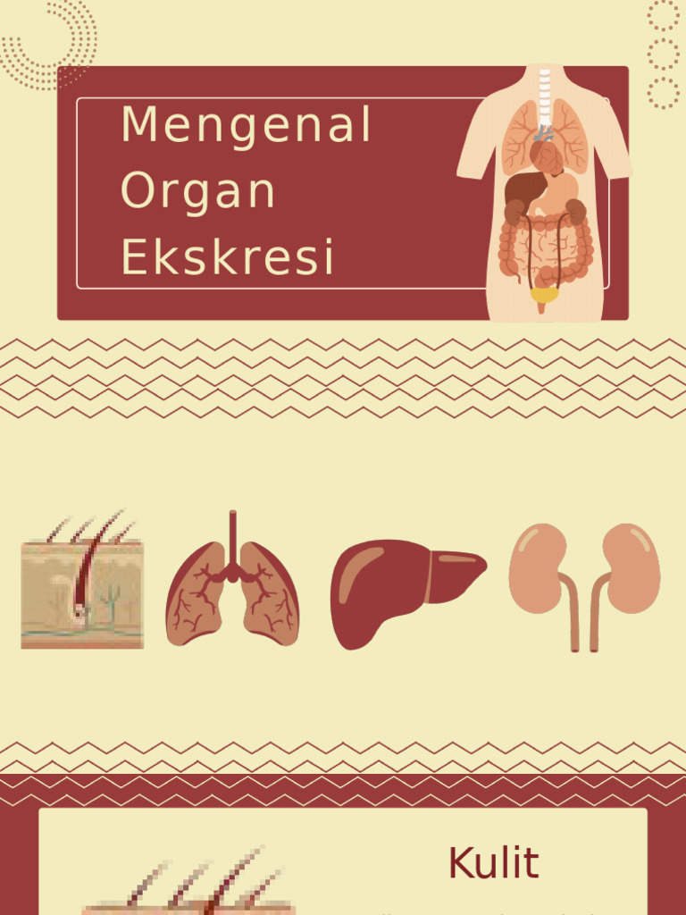 Organ Ekskresi pada Manusia | PDF
