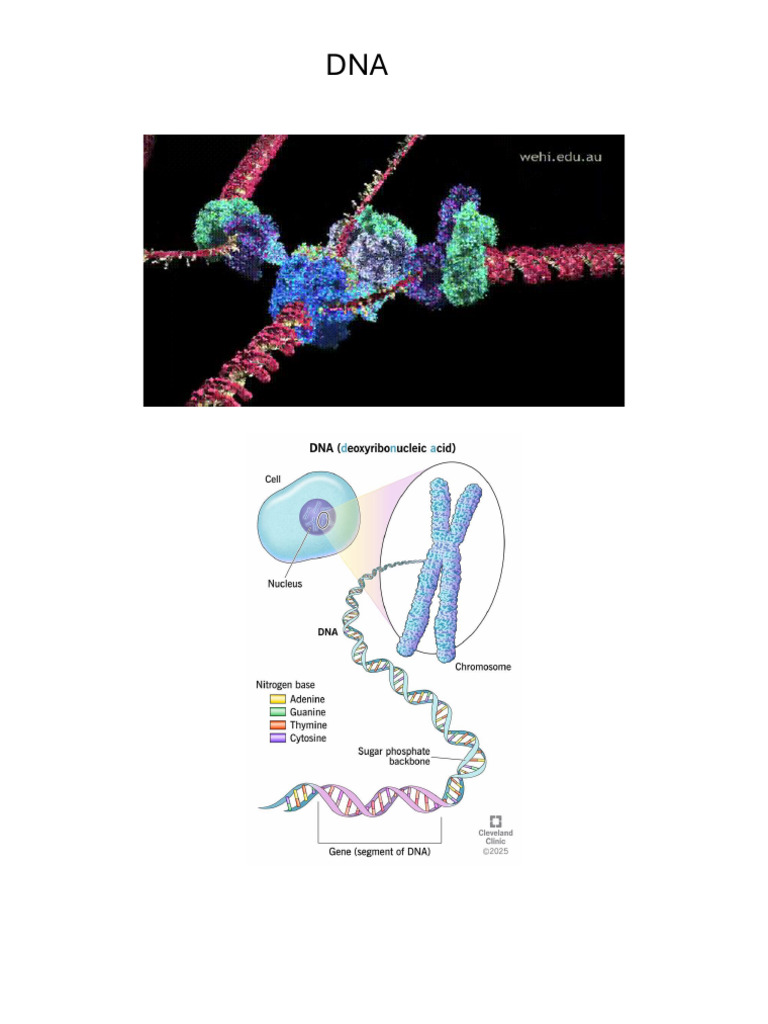 Understanding DNA Structure and Function | PDF | Nucleotides | Dna