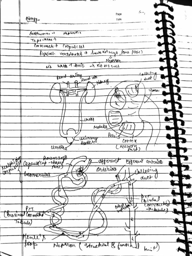 Life Processes Notes by Mei | PDF