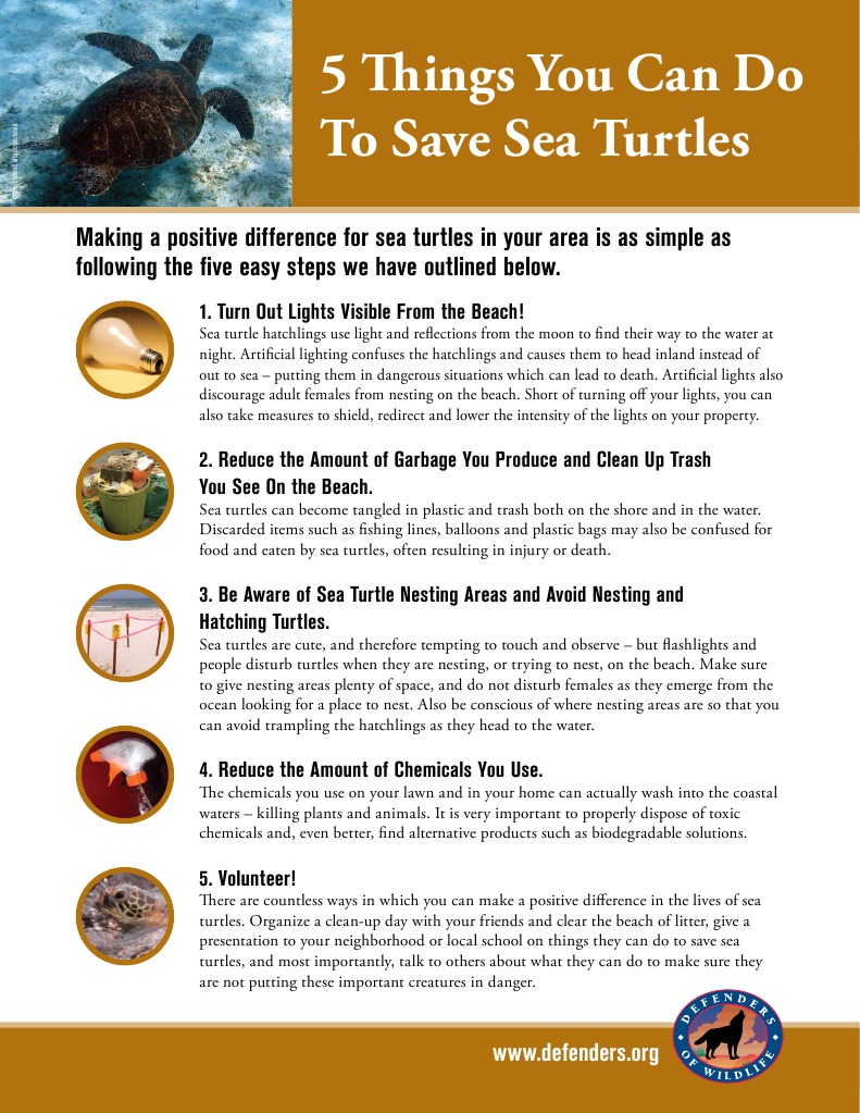 Five Things You Can Do to Save Sea Turtles | Sea Turtle | Sea