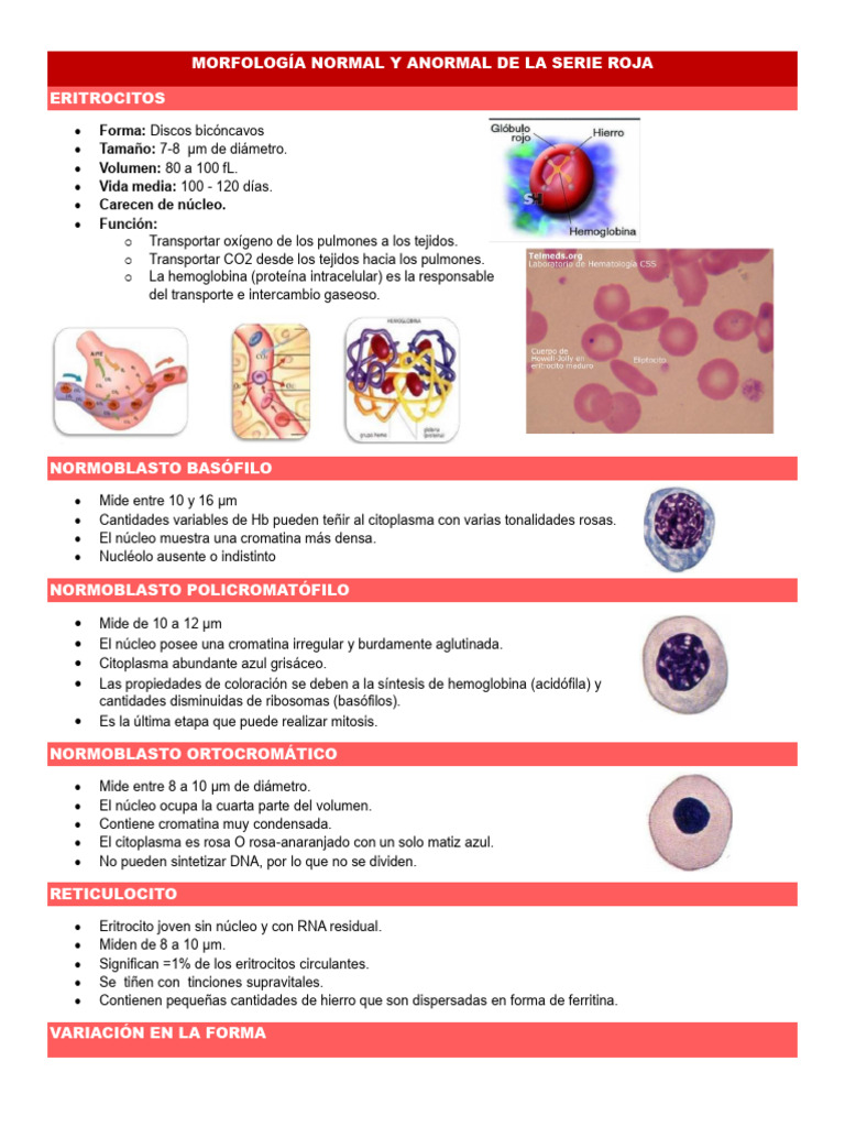 morfologia-normal-y-anormal-de-la-serie-roja | PDF | Nucleo celular | Glóbulo rojo