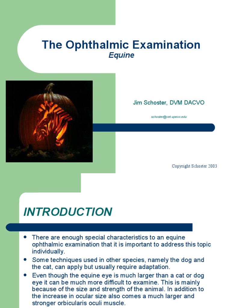 Equine Exam | PDF | Human Eye | Ophthalmology