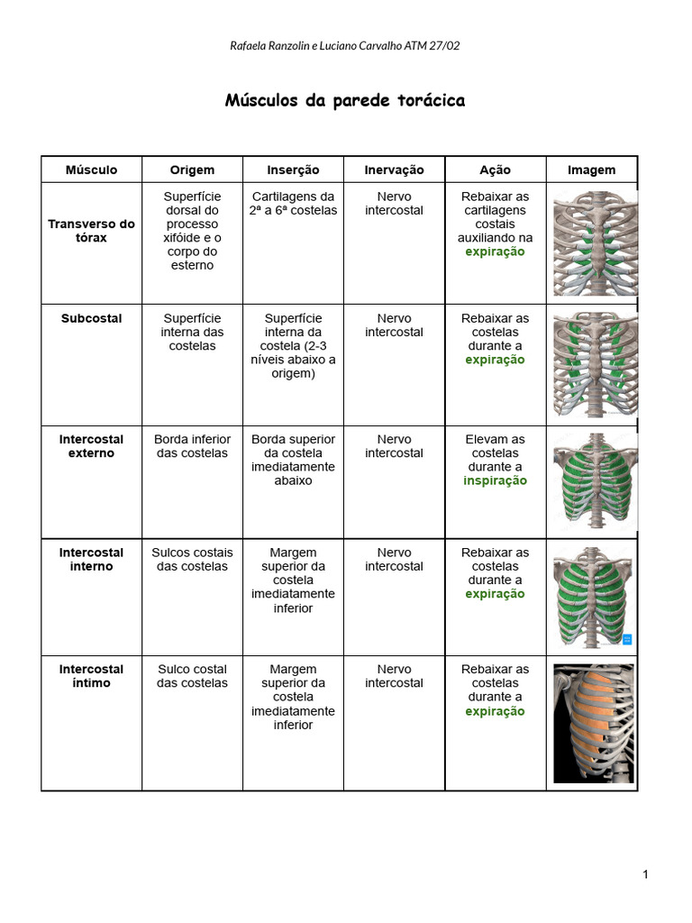 Músculos Da Parede Torácica | PDF | Anatomia humana | Sistema Esquelético