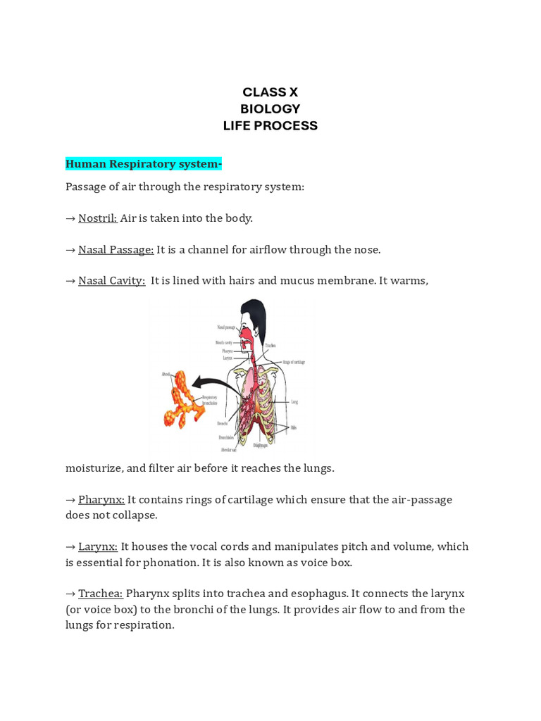 Human Respiratory and Circulatory Systems | PDF | Respiratory System | Lung