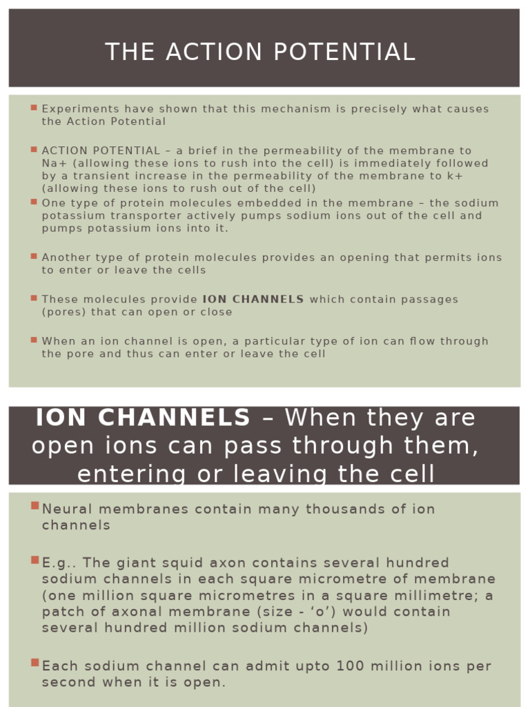 Biopsych - Action Potencial | PDF | Depolarization | Action Potential