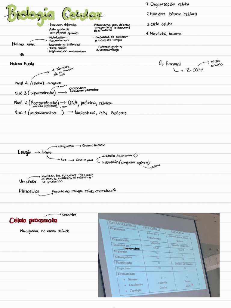 Biología Celular - 241215 - 234256 | PDF
