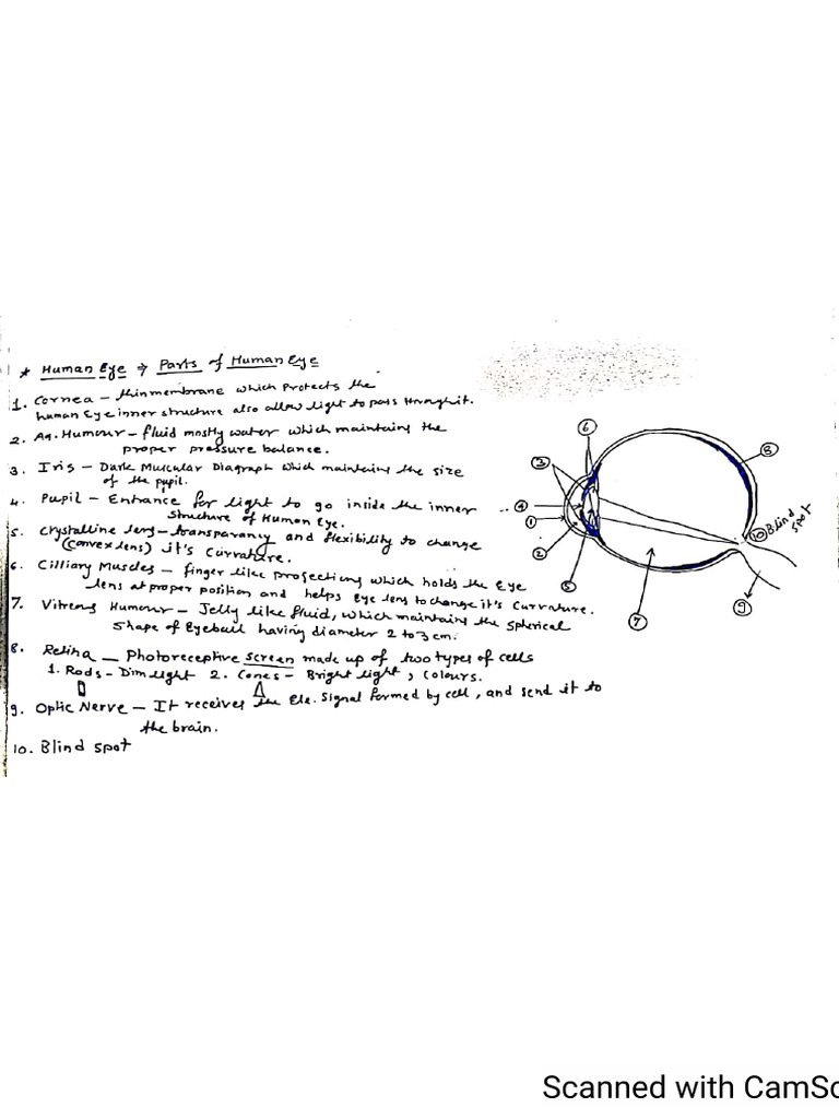 Human Eye & Defects of Vision | PDF