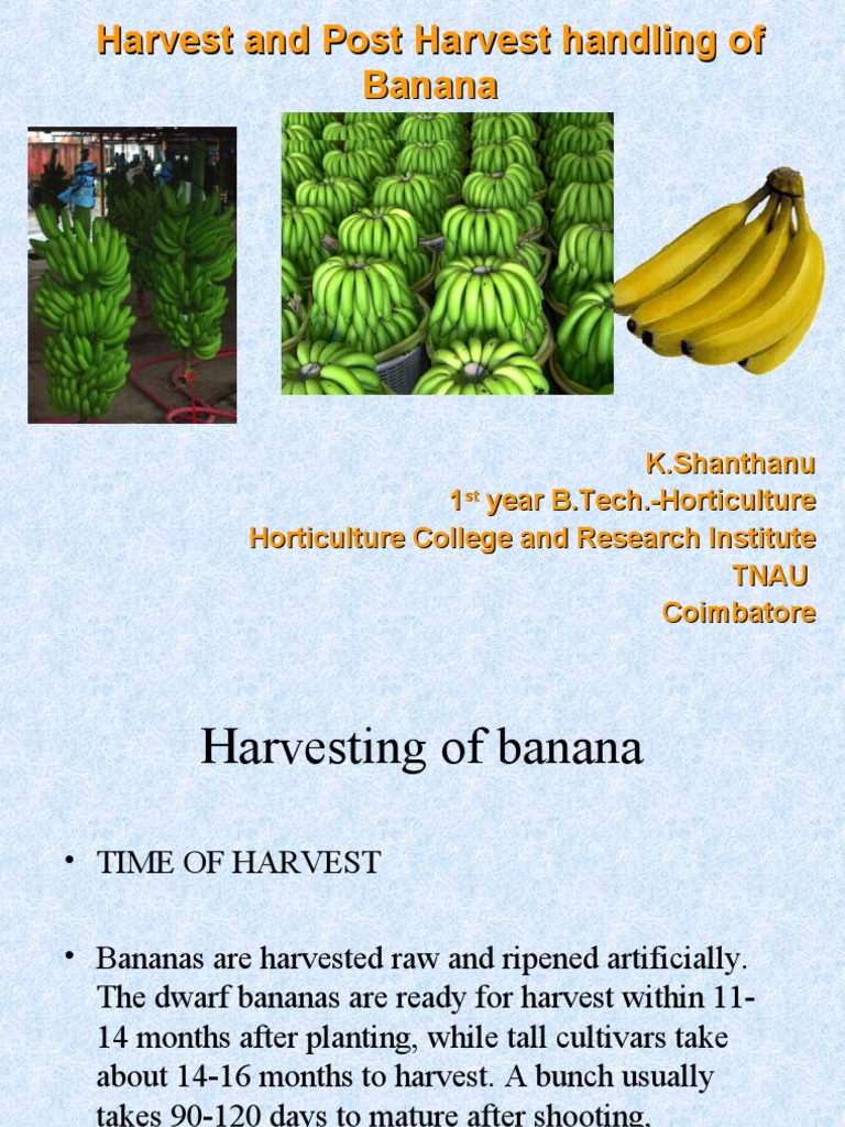 Harvest and Post Harvest Handling of Banana | PDF | Banana | Fruit