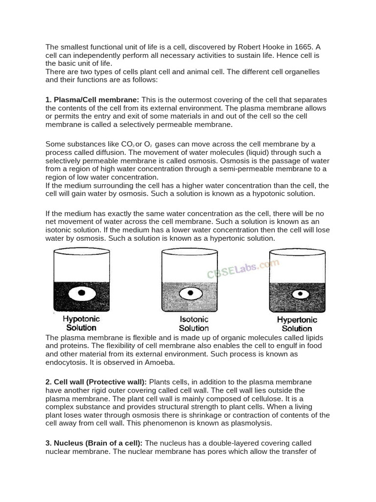 Cell Bio Class 9th Notes | PDF | Endoplasmic Reticulum | Cell (Biology)