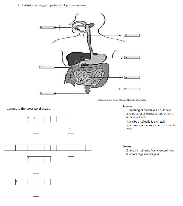 Digestive System Parts | PDF