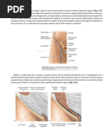 Conducto Inguinal | PDF | Abdomen | Anatomía humana