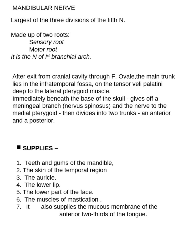 Mandibular Nerve | PDF | Primate Anatomy | Human Anatomy