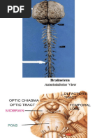 MASA: Swallowing Ability Assessment Guide | PDF | Tongue | Respiratory ...