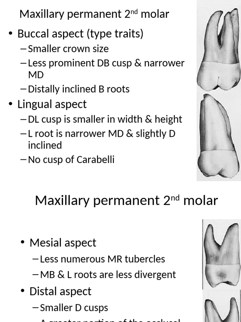Maxillary Permanent 2nd & 3rd Molar | PDF