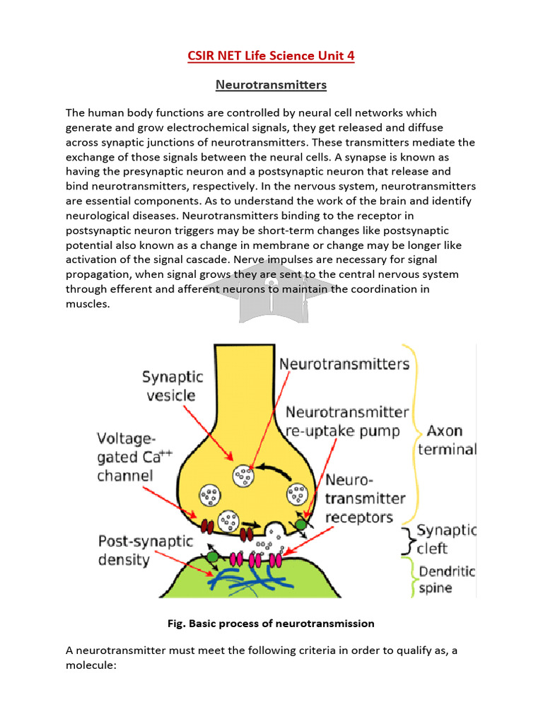 Overview of Neurotransmitters | PDF | Neurotransmitter | Chemical Synapse