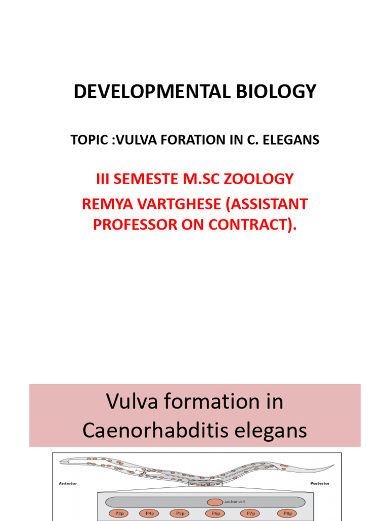 Vulva Formation In C Elegans Explained Pdf Sex Biology