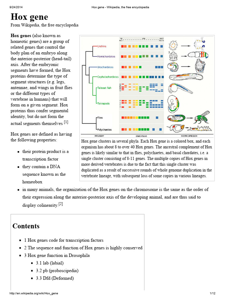 Hox Gene - Wikipedia, The Free Encyclopedia | PDF | Molecular Biology ...