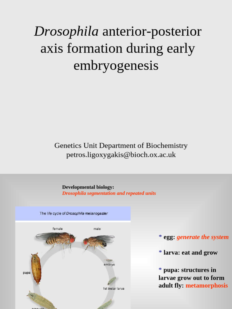 Drosophila Anterior-Posterior Axis Formation During Early Embryogenesis ...
