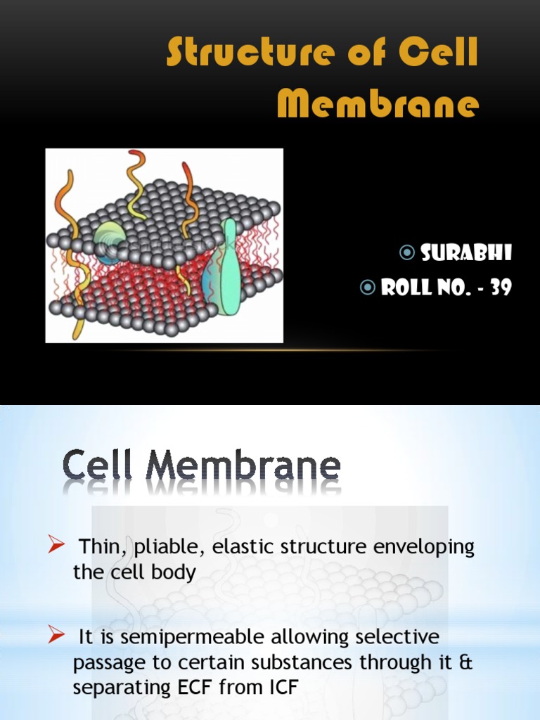 Structure of Cell Membrane: Surabhi Roll No. - 39 | PDF | Cell Membrane ...
