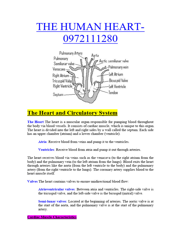 Understanding the Human Heart System | PDF | Heart Valve | Atrium (Heart)