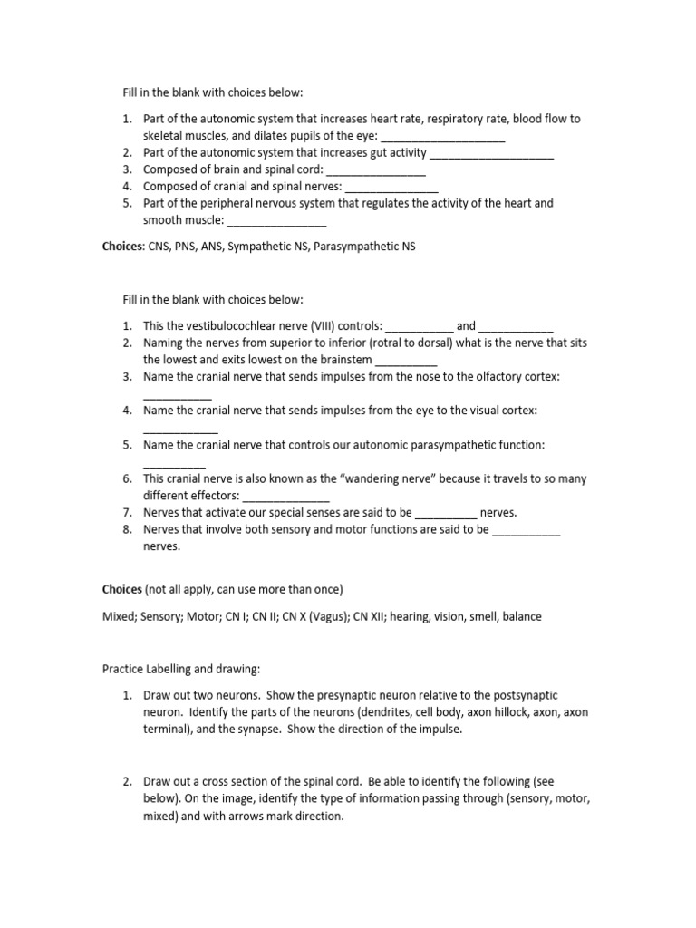 PNS and ANS Worksheet | PDF | Motor Neuron | Nerve