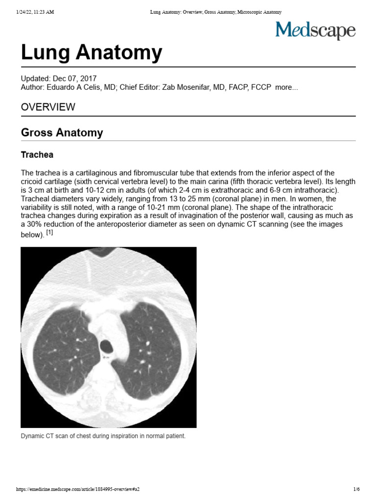Lung Anatomy: Gross & Microscopic Overview | PDF | Lung | Respiratory Tract
