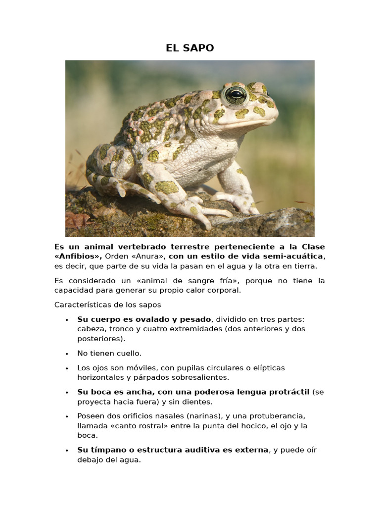 Anatomía y reproducción del sapo | PDF | Sistema digestivo humano | Rana